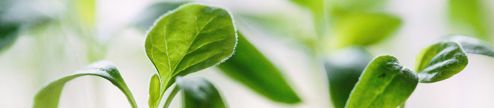 Our Programmes - Osinoni Nature Conservation